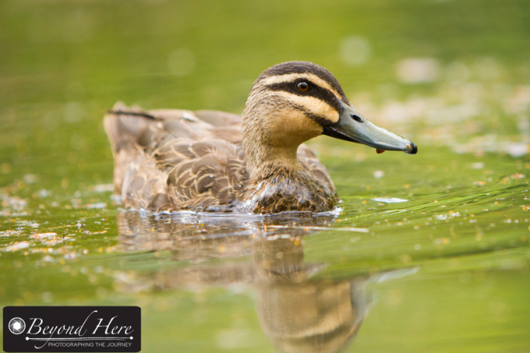 Wildlife Archives - Beyond Here